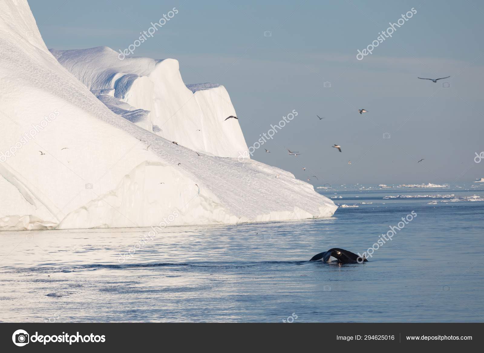 Whale Dive Ilulissat Icebergs Source Jakobshavn Glacier Source Icebergs ...