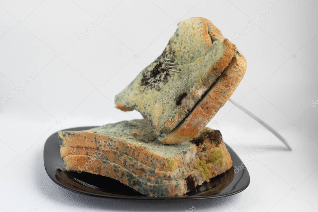 El moho crece rápidamente sobre pan mohoso sobre un fondo blanco. Los ...