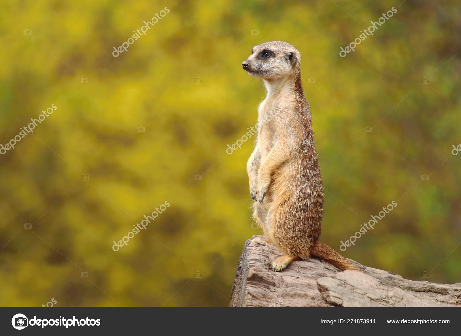 Cute African Suricate Suricata Suricatta — Stock Photo © hlavkom #271873944