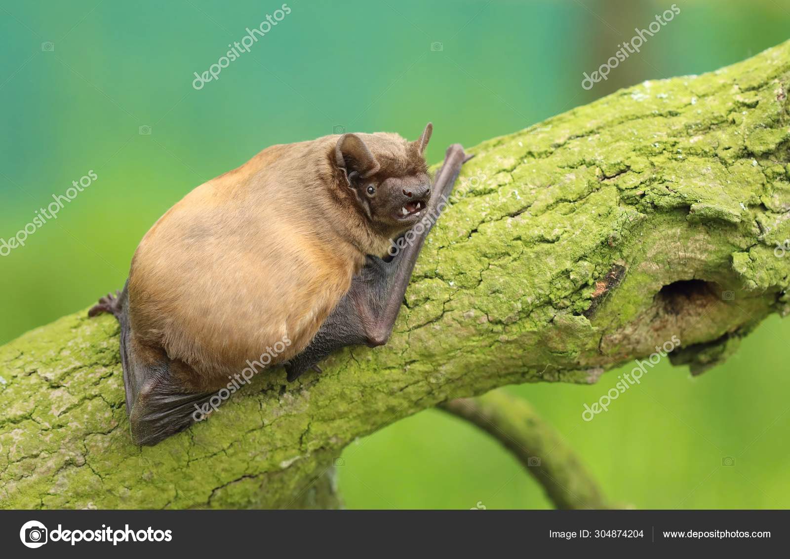Adult Common Noctule Nyctalus Noctula Stock Photo by ©hlavkom 304874204 Adult Common Noctule Nyctalus Noctula Stock Photo by ©hlavkom 304874204
