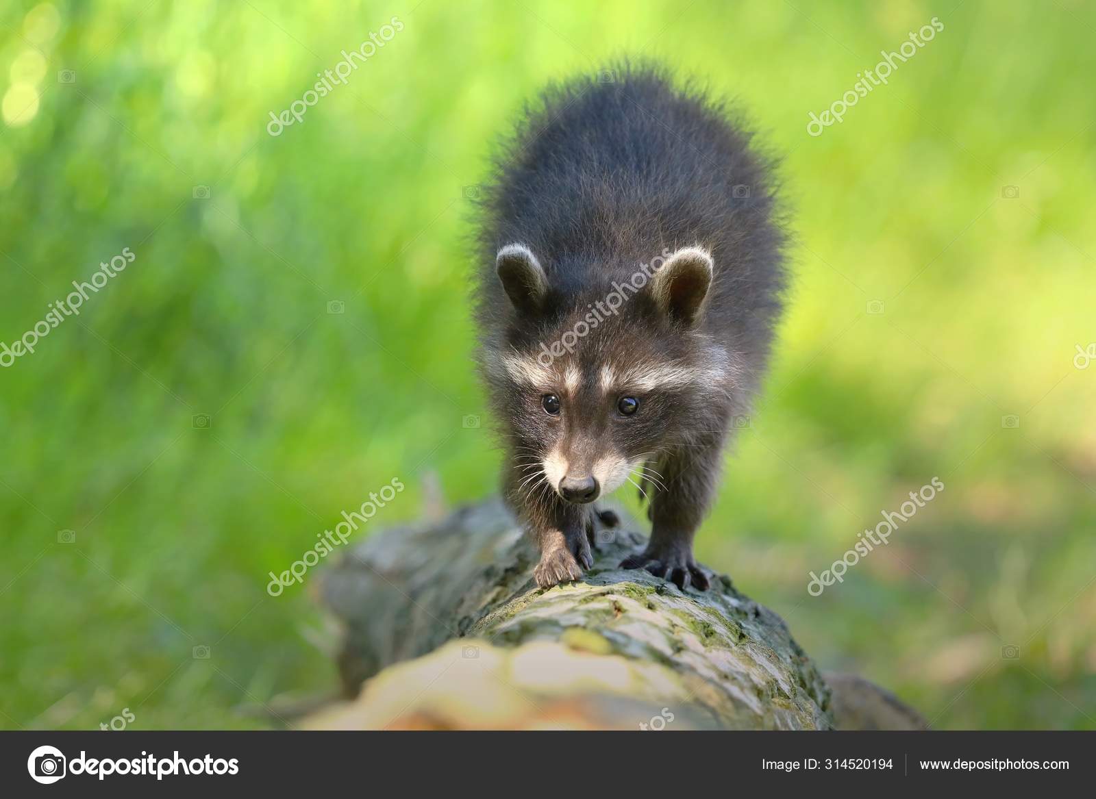 Baby Raccoon Dog