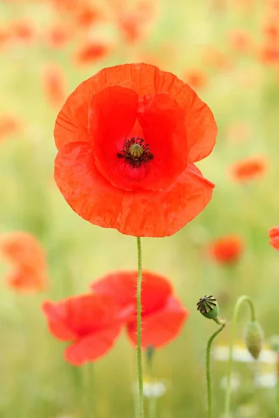Common poppy Papaver rhoeas blooming - Stock Image - Everypixel