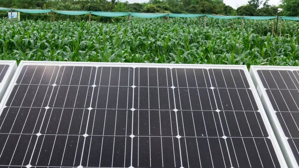 solar cell panel in farm. photovoltaic module for agriculture. - Stock ...