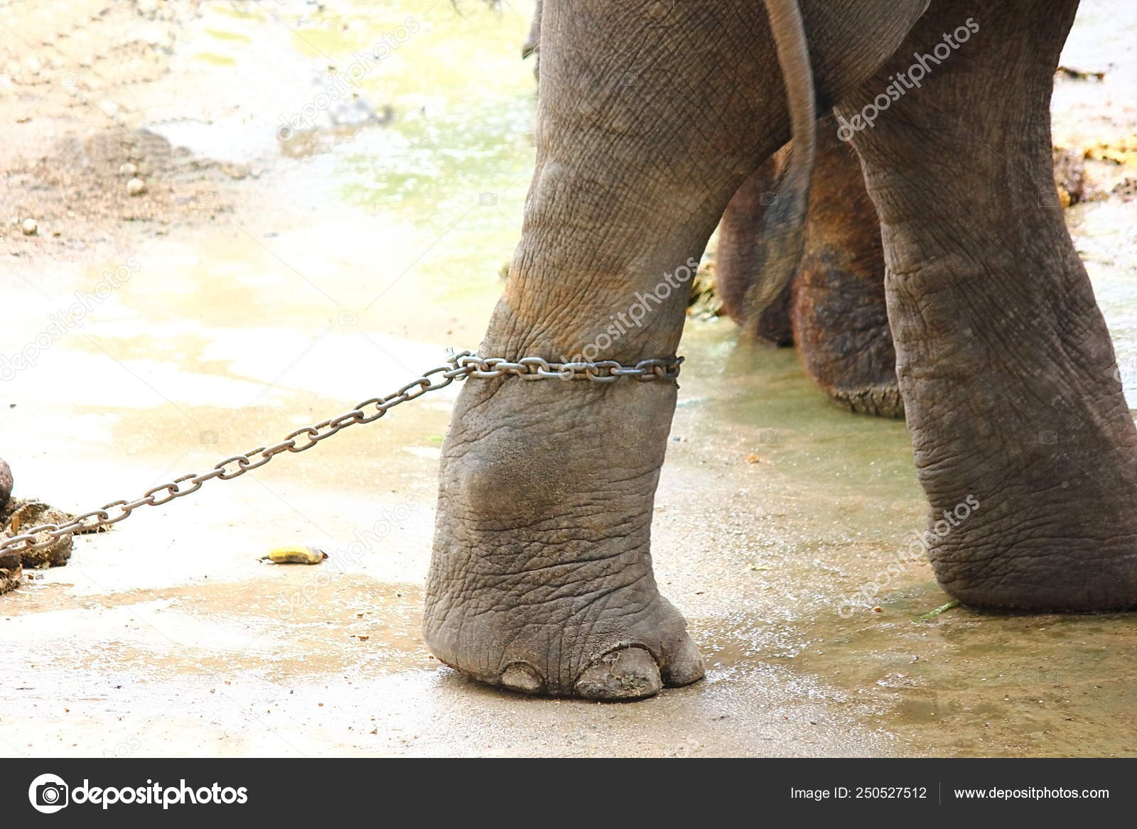 The fierce elephant was chained in foot for safety — Stock Photo ...