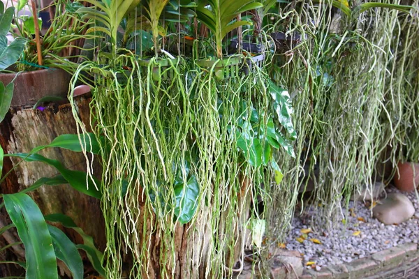 Planted in a greenhouse Stock Photos, Royalty Free Planted in a ...