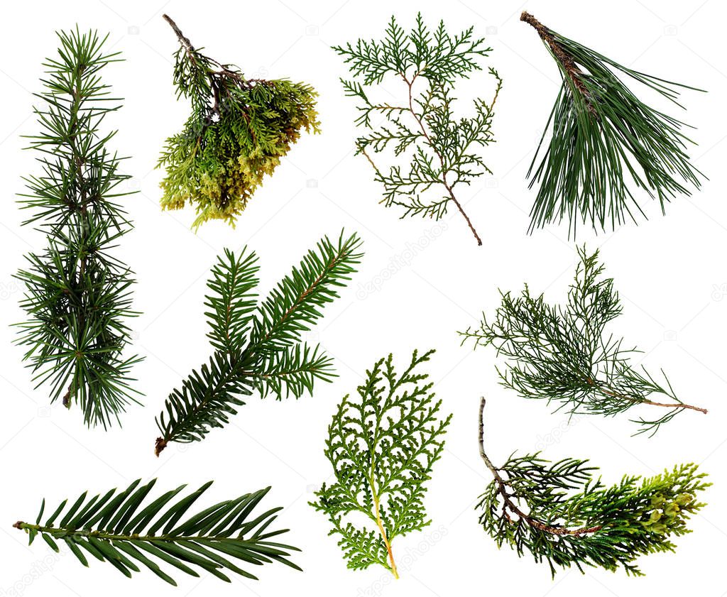 Colección de 9 ramas de varias plantas aisladas sobre fondo blanco. 2024