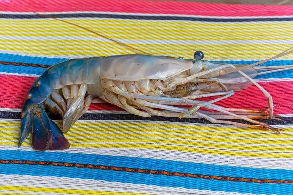 Golda chingri Stock Photos, Royalty Free Golda chingri Images ...