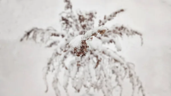 Scp 096 snow Stock Photos, Royalty Free Scp 096 snow Images | Depositphotos