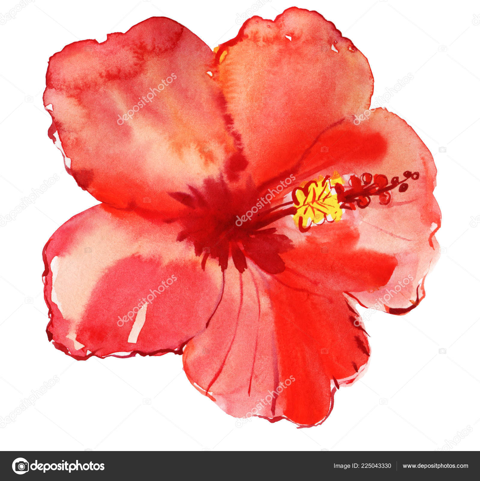 Hibiscus Flower Watercolor