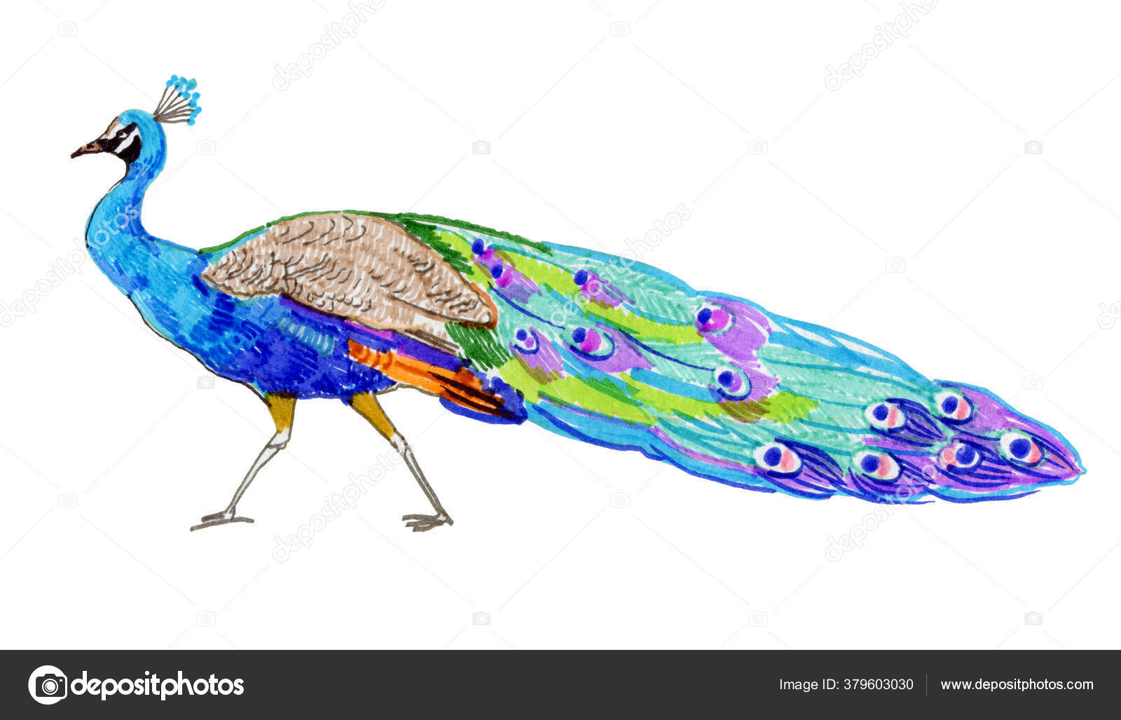 Purple Peacock Clip Art