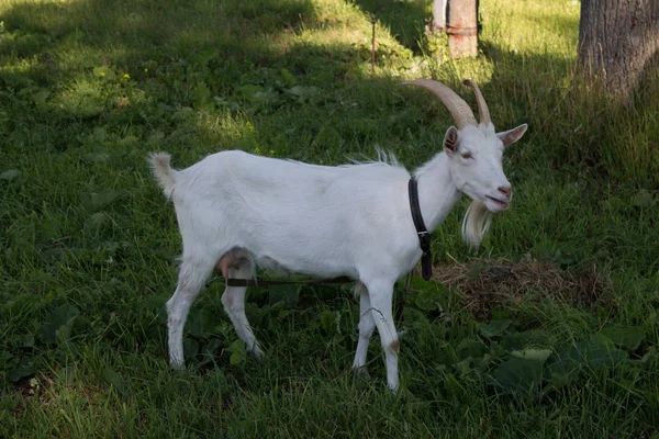 Piebald nubian goat Stock Photos, Royalty Free Piebald nubian goat ...