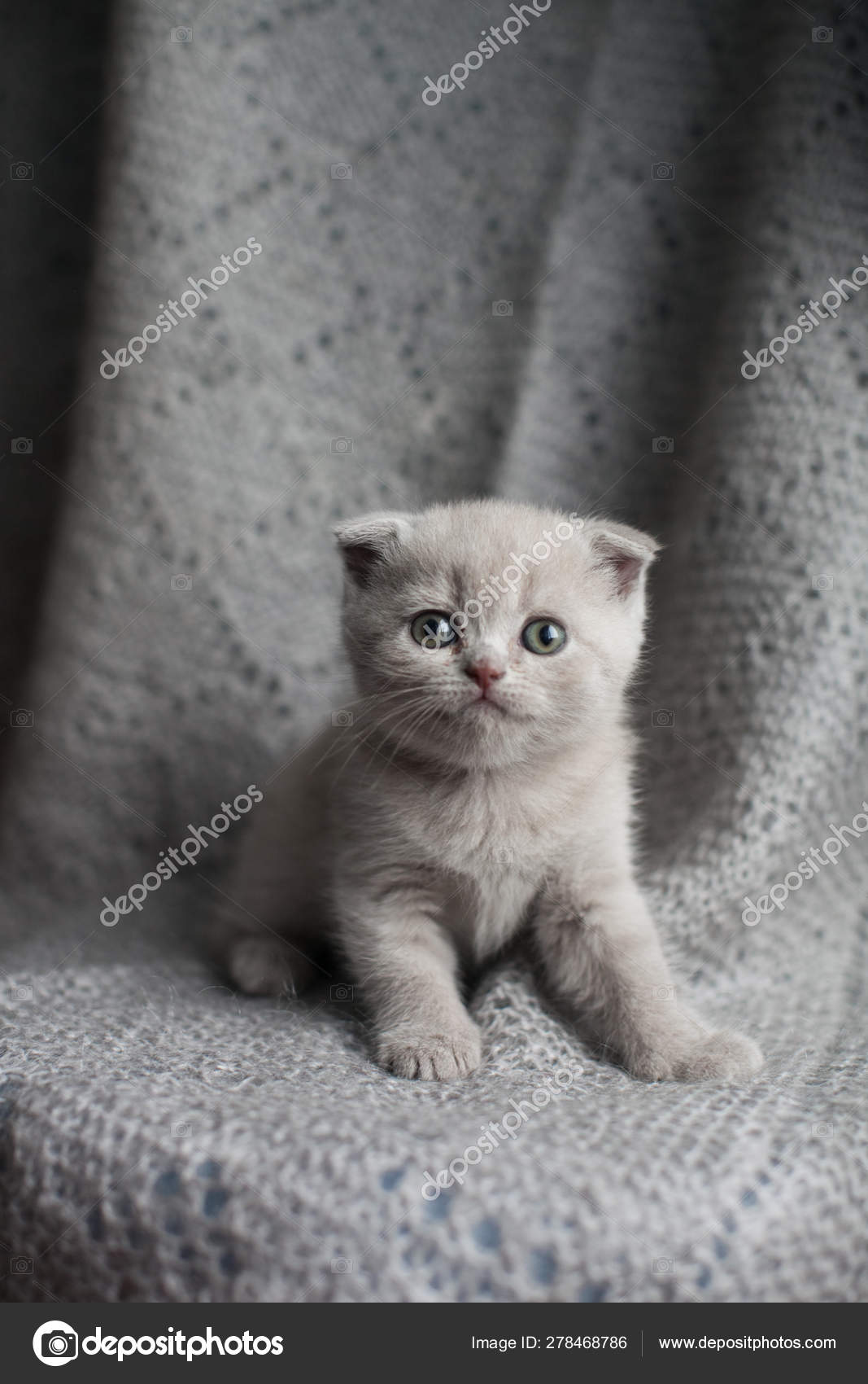 Grey Scottish Fold