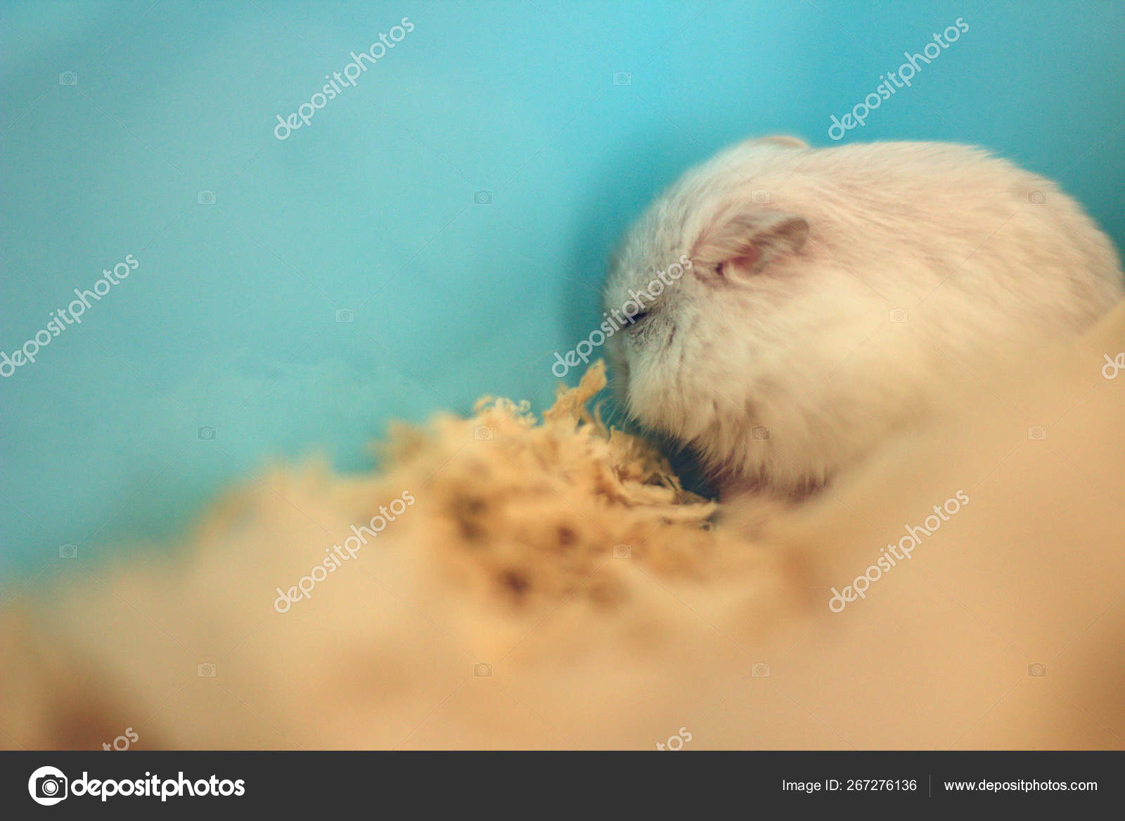 Cute Dwarf Hamster Sleeping