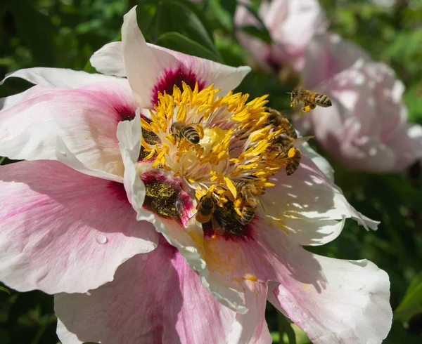 Pollination of flowers by bees close up, Honey Bee on Yellow Flower ...