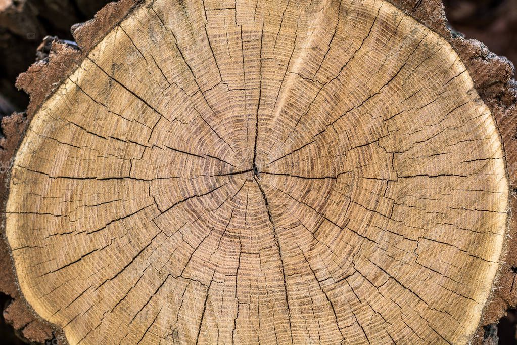 La textura de un tronco seco de madera redonda con anillos anuales y ...
