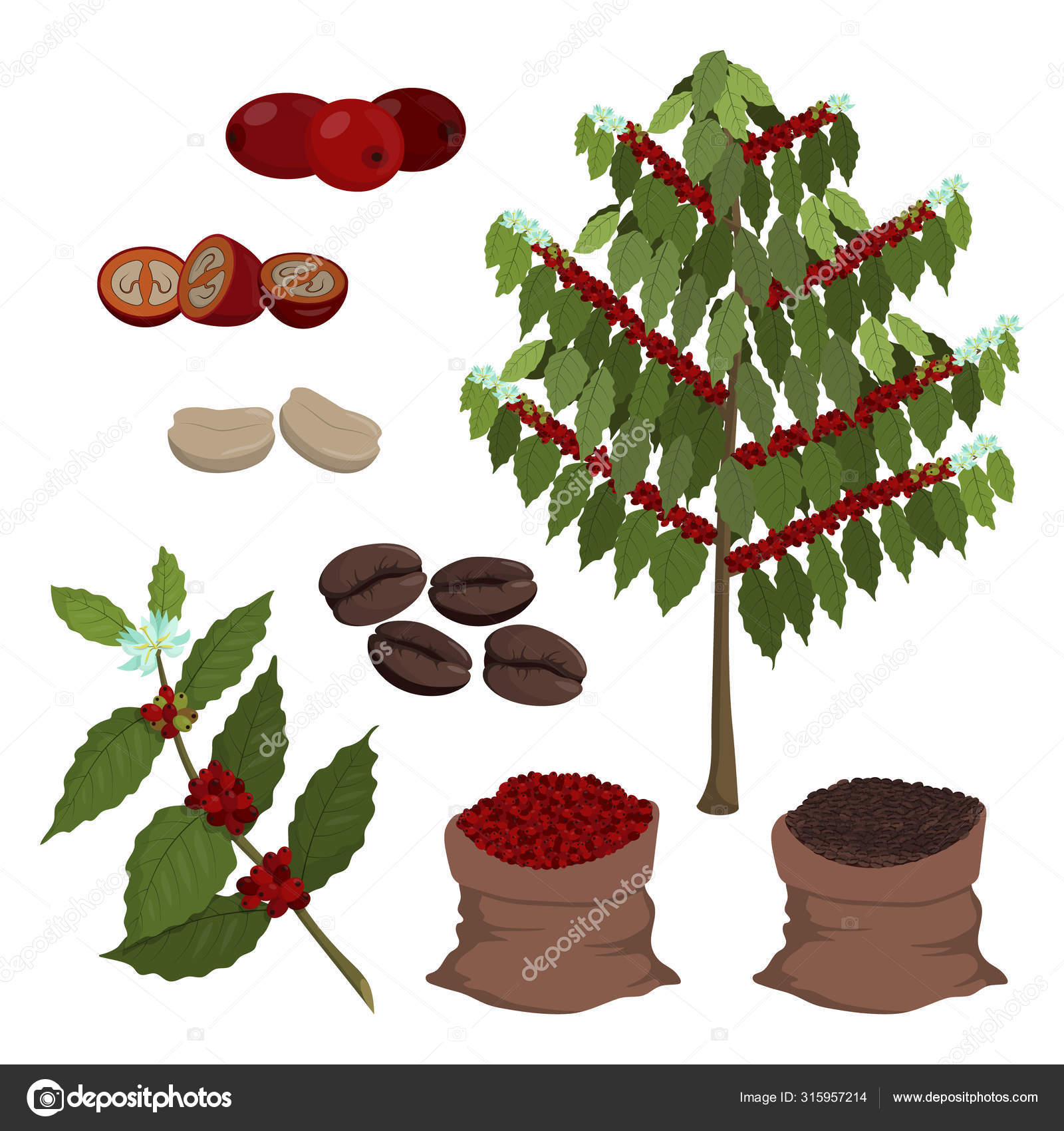 Coffee tree, coffee berries and beans. Set of isolated cartoon objects ...