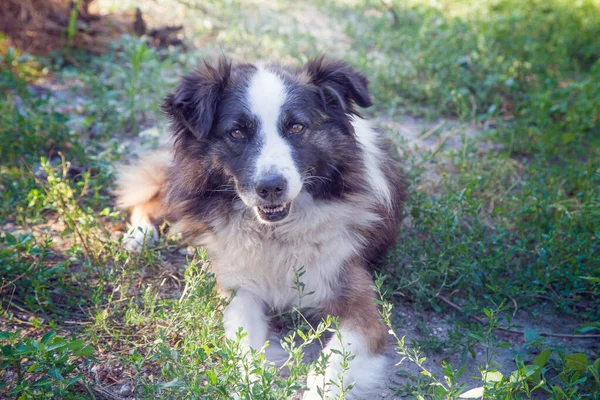 Raza mixta perro viejo Stock Photos, Royalty Free Raza mixta perro ...
