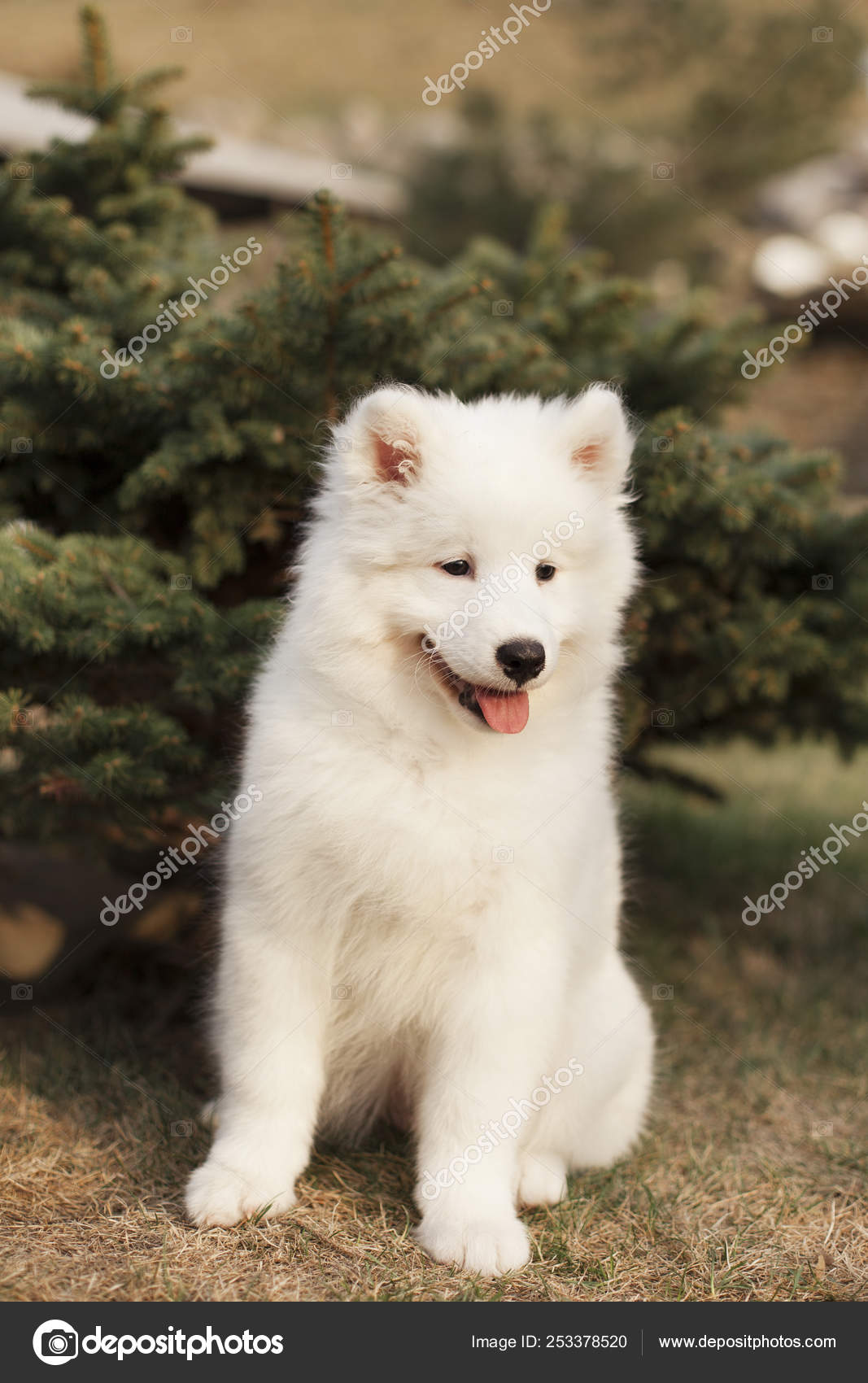 Samoyed Mix Puppy