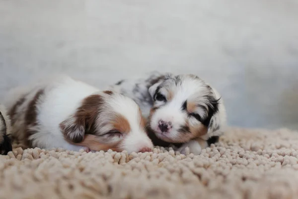 Lindos Adorables Cachorros Bebes