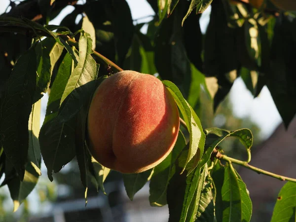 Peach tree Stock Photos, Royalty Free Peach tree Images | Depositphotos
