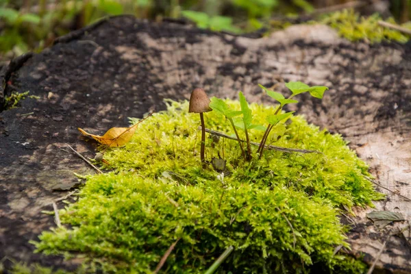 Small mushroom in forest moss, closeup photography. Magic mushroom ...