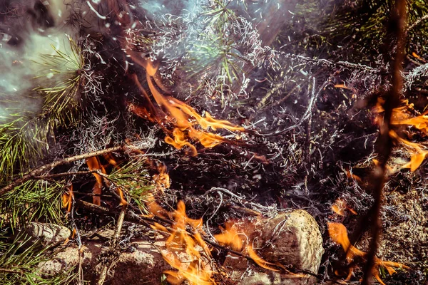 Forest burning Stock Photos, Royalty Free Forest burning Images ...