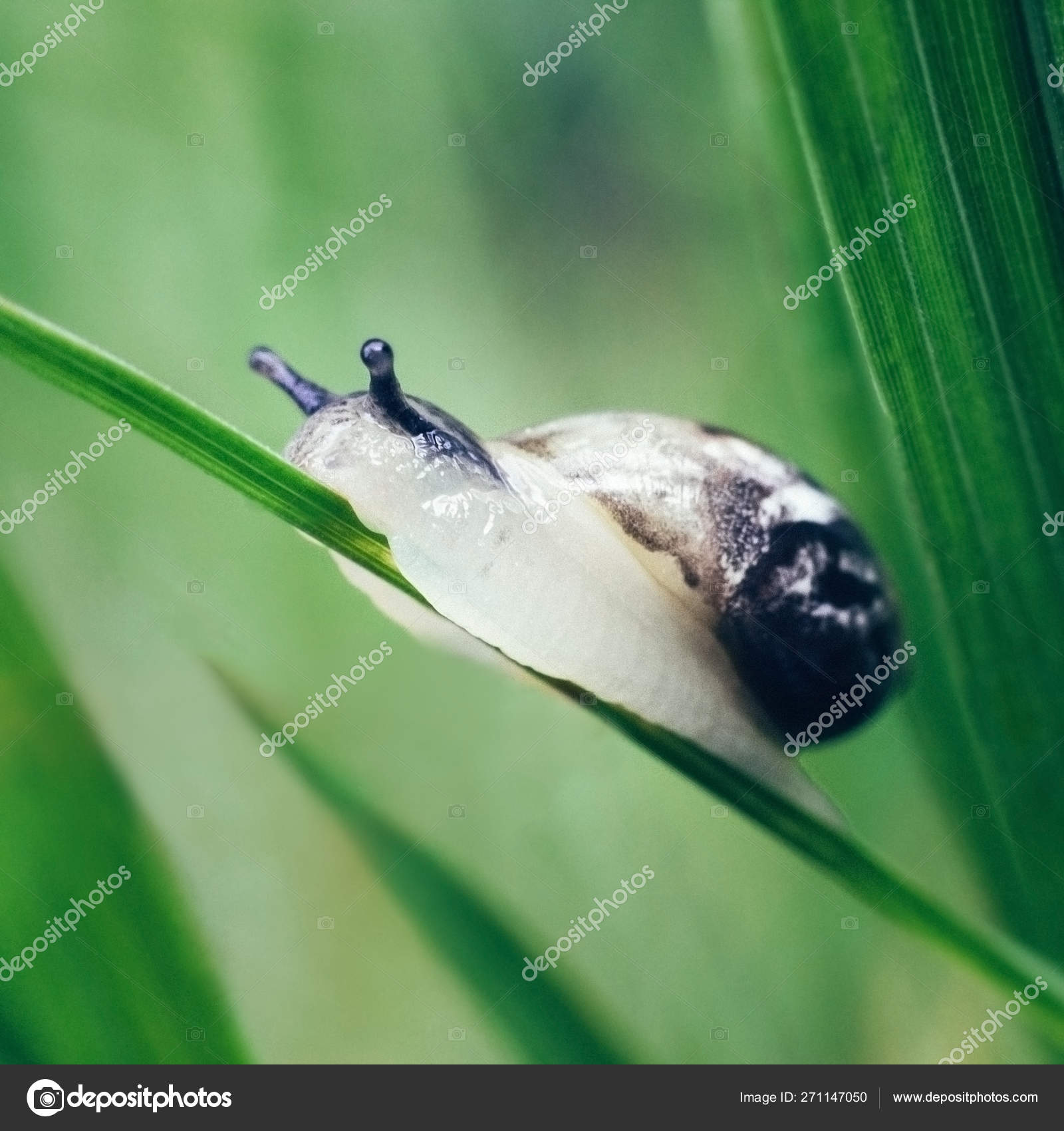 Small white snail on a green background close-up. Snail with a black ...