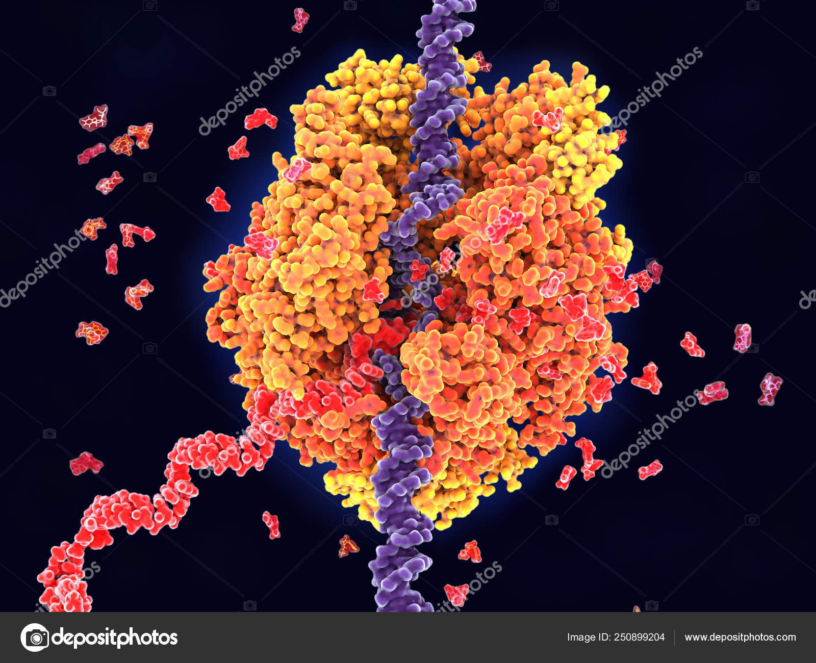 Arn Polimerasa Levadura Compuesta Varias Proteínas Desenrolla Las ...
