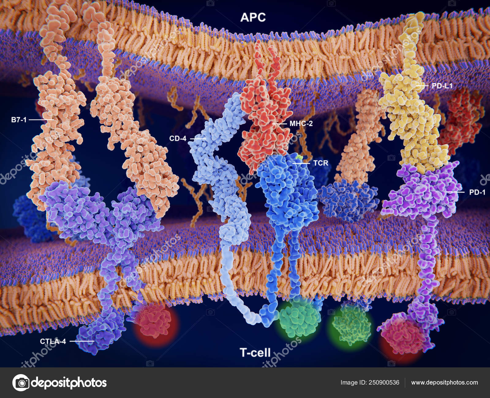 Interactions Mhc Cell Receptor Cd4 Activates Cells While Interactions ...