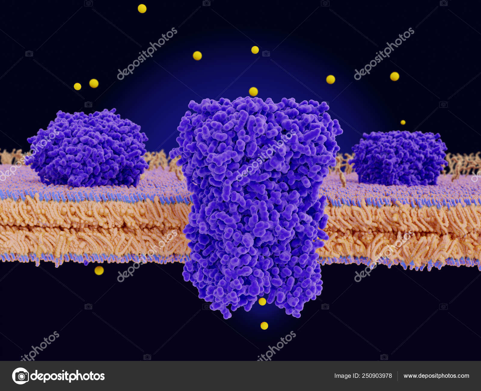 Chloride Channels Conduct Chloride Anions Cell Membranes Regulating ...