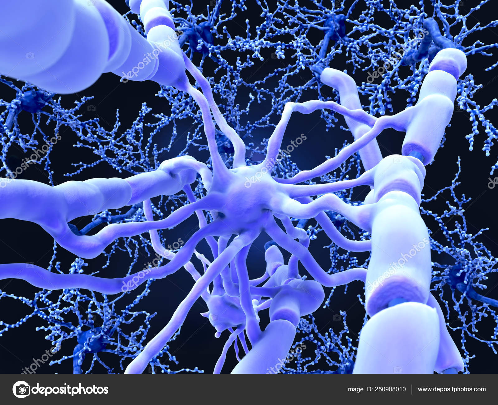 Oligodendrocytes Form Insulating Myelin Sheaths Neuron Axons Central ...