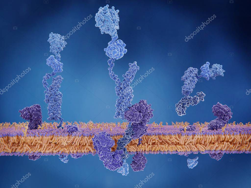 La proteína precursora amiloide. Cuando se escinde, el dominio de la ...