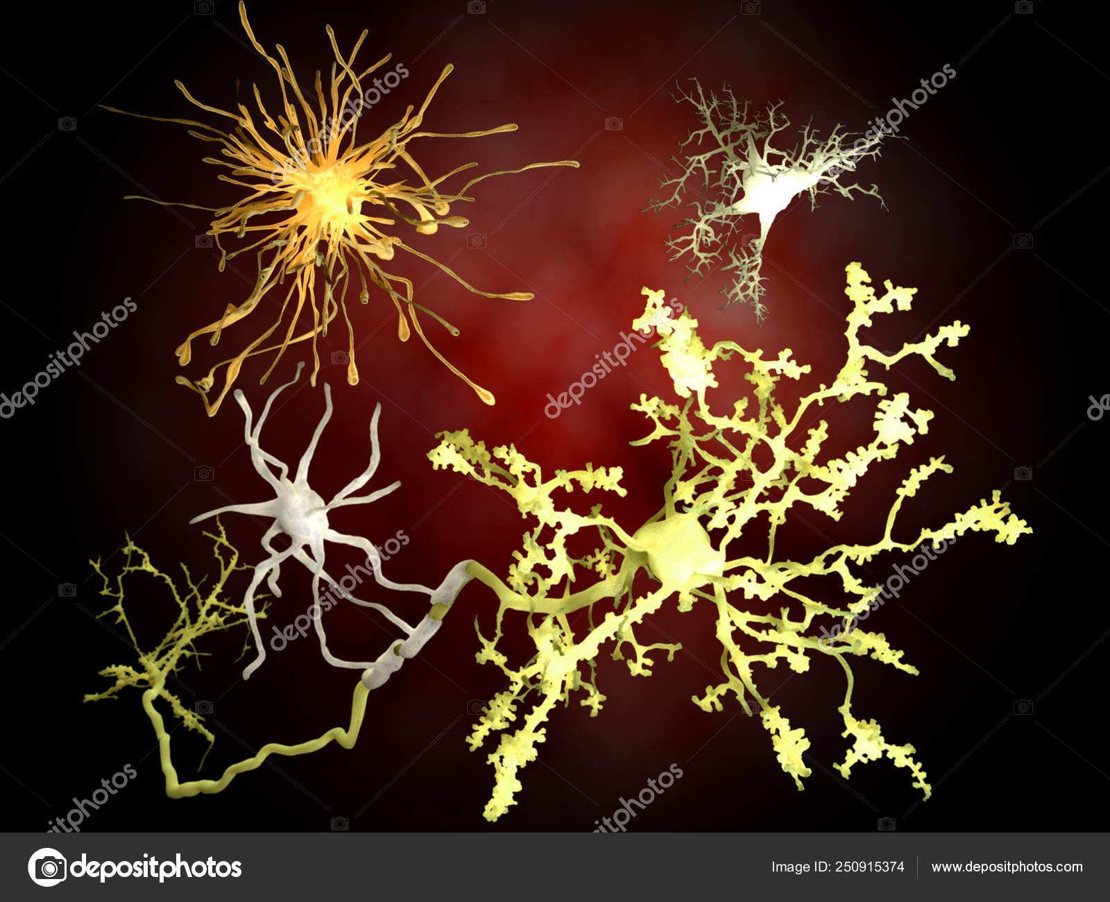 Main Cells Brain Yellow Neurons Orange Astrocytes Grey Oligodendrocytes ...