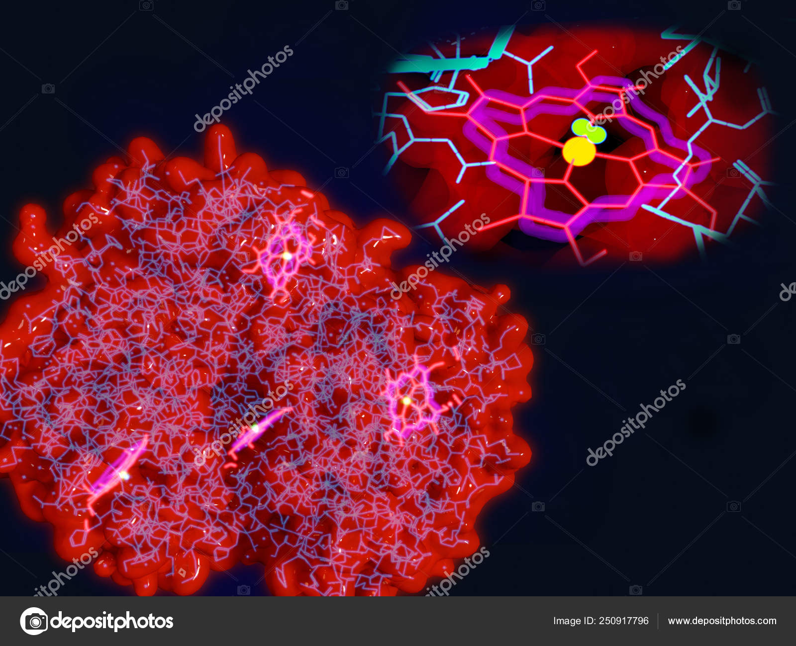 Hemoglobin Molecule One Active Sites Oxygen Molecule Bound Green Iron ...