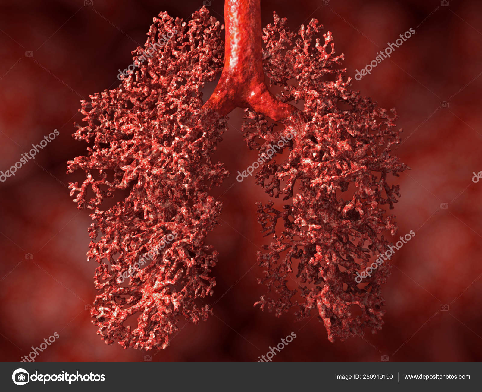 Real Alveoli