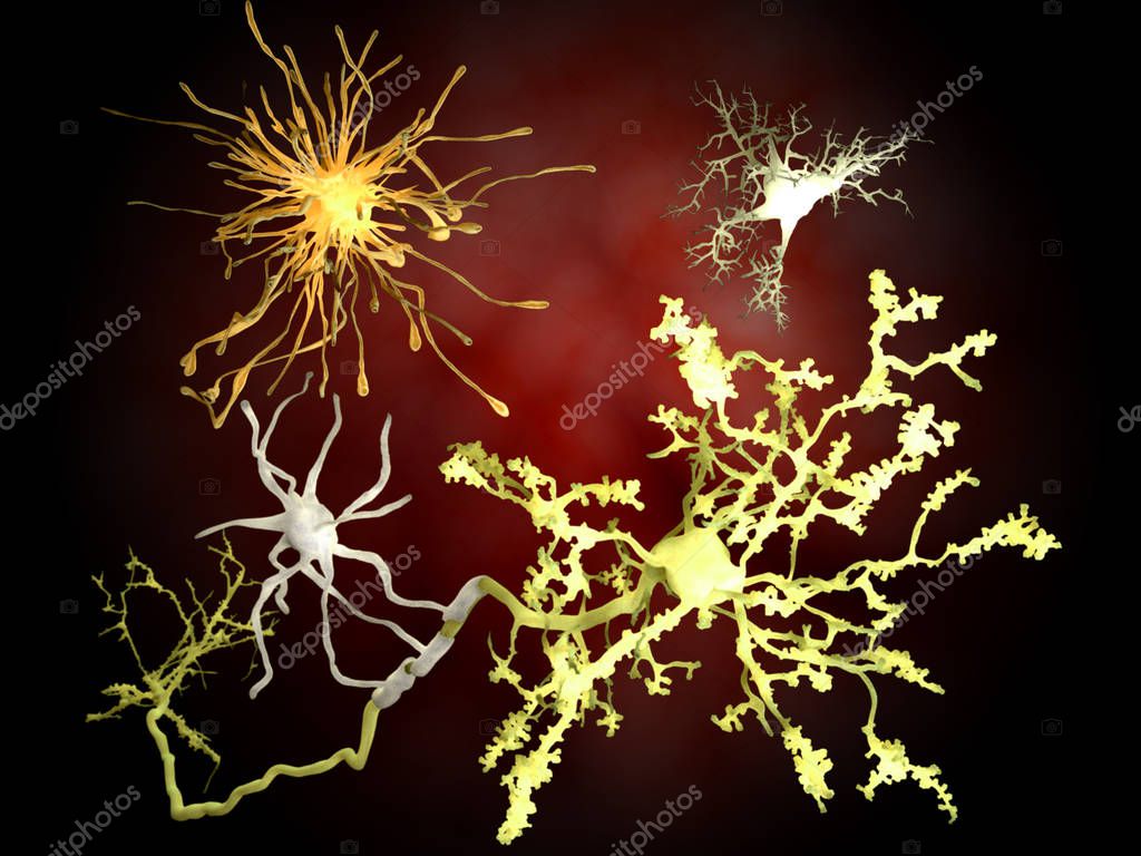 Las principales células del cerebro: amarillo: neuronas; naranja ...