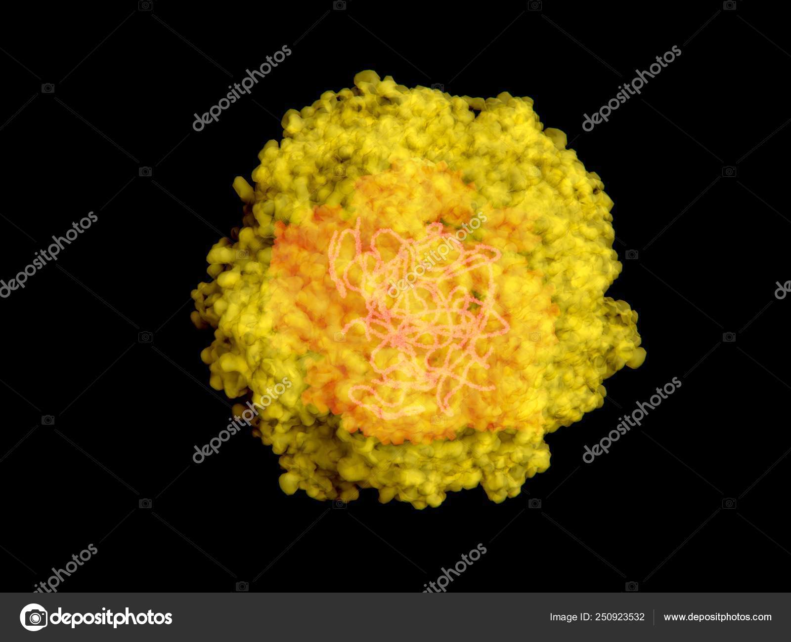 Dust Mites Feeding Human Flakes Feces Inducers Allergenic Reactions ...
