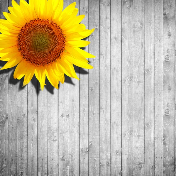 Rustic sunflower background Stock Photos, Royalty Free Rustic sunflower ...