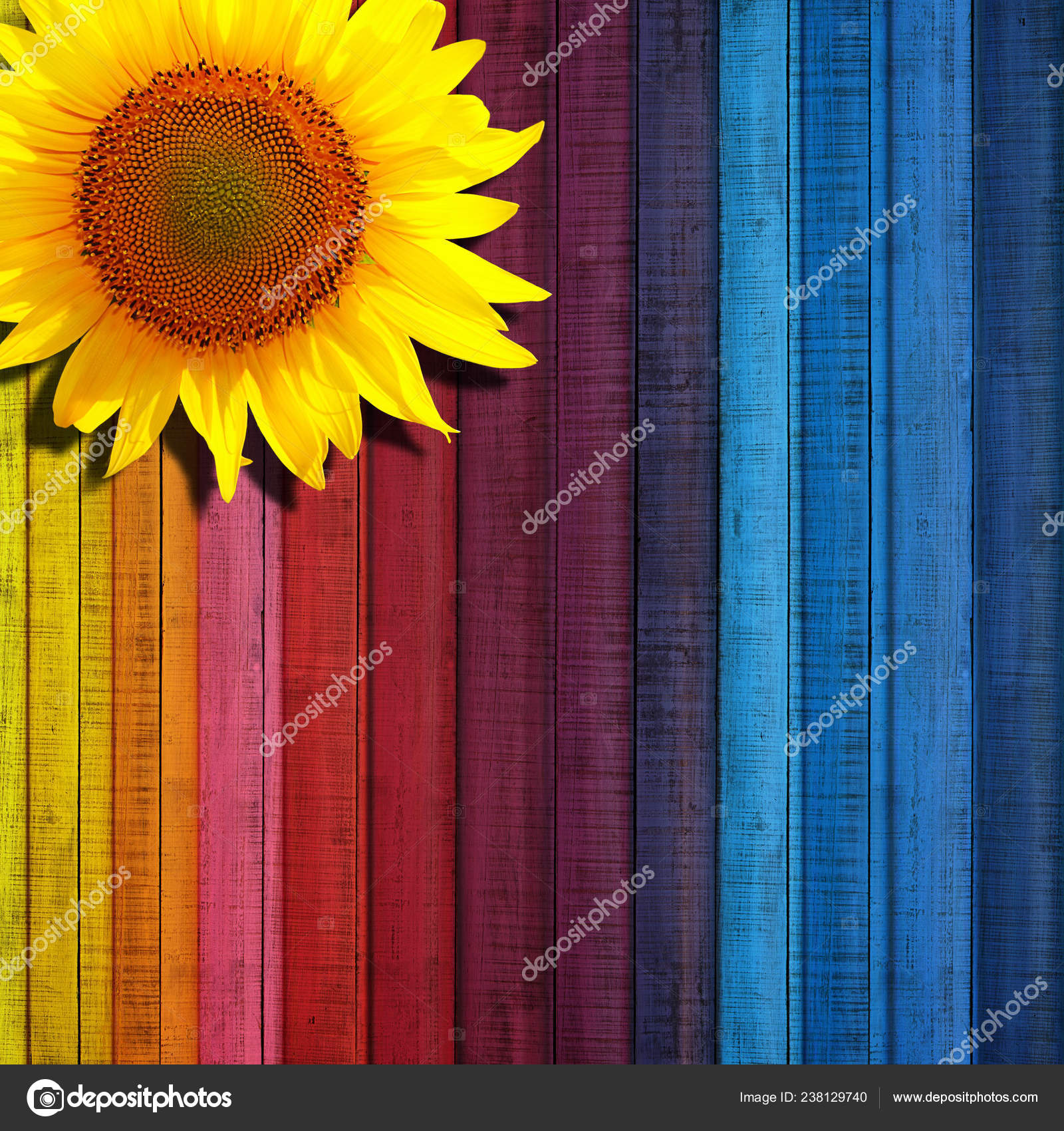 Beautiful Yellow Sunflower Background Texture Stock Photo by ©patrice67 ...