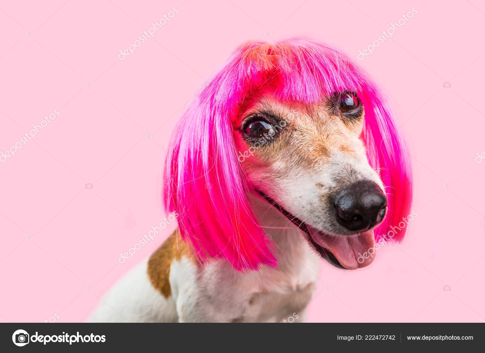Smiling funny pinky dog face in wig bob with fringe ⬇ Stock Photo ...