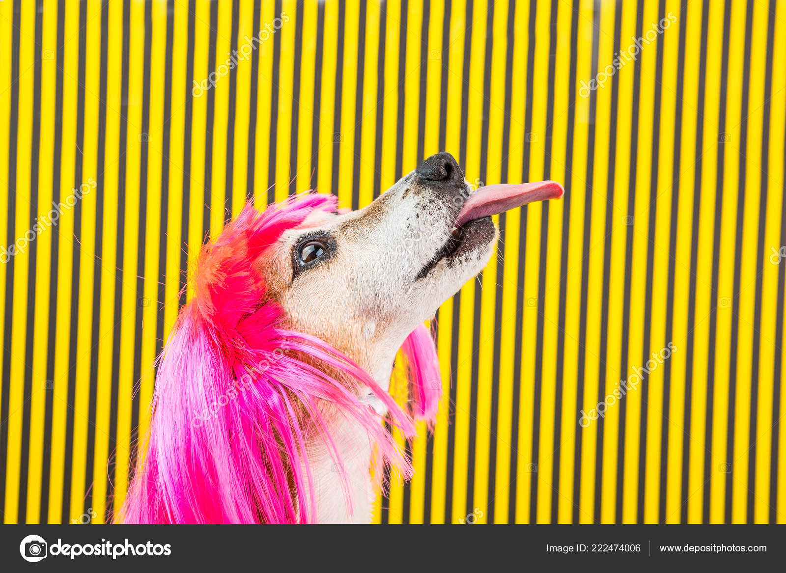 Funny Animal Profile Pictures