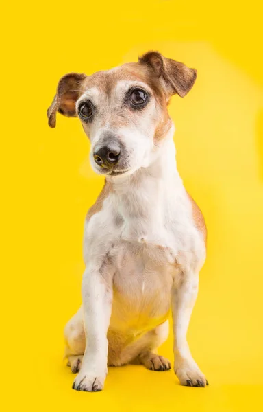 Perro amarillo fotos de stock, imágenes de Perro amarillo sin royalties ...