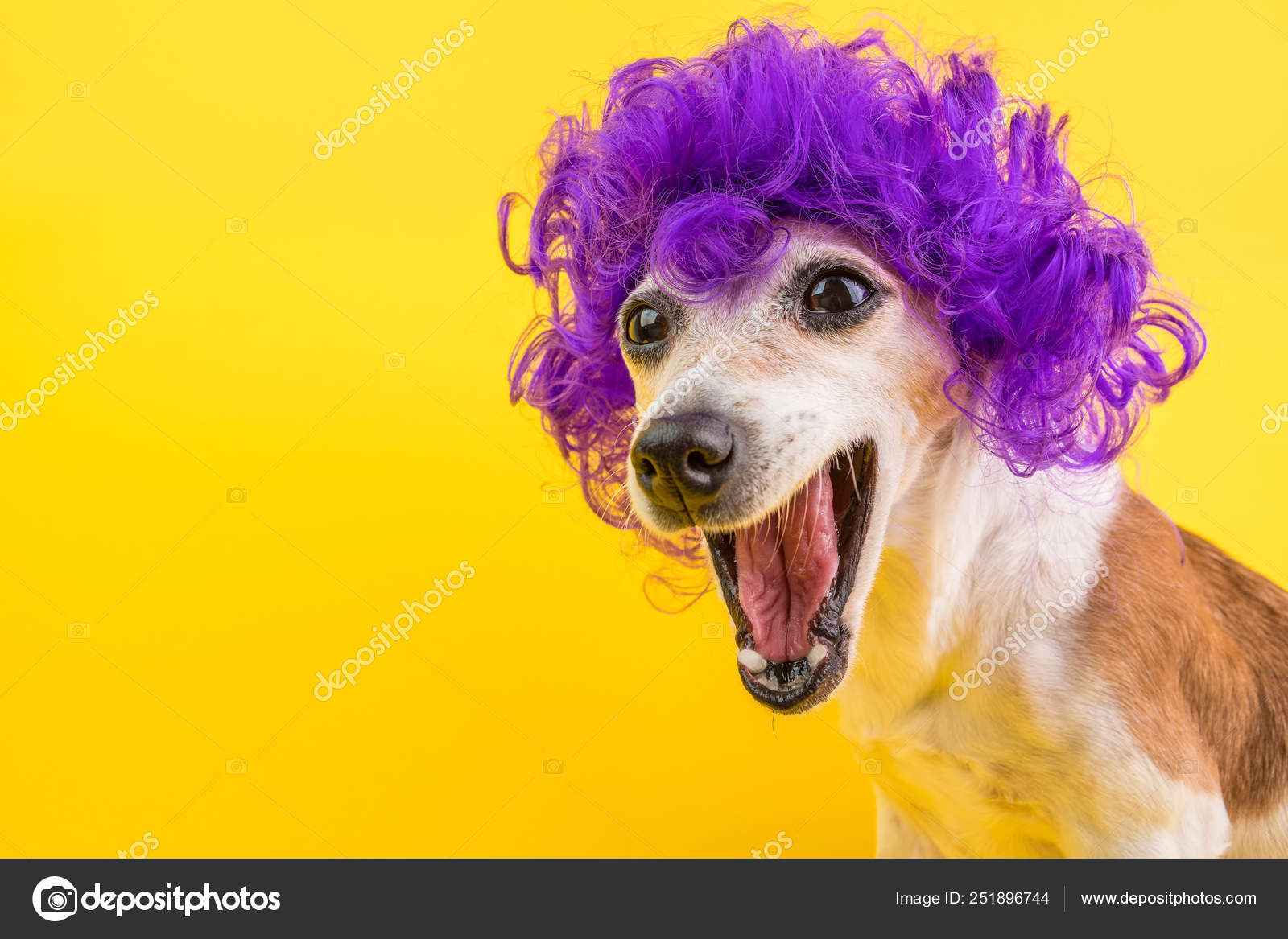 Funny Surprised Dog Face