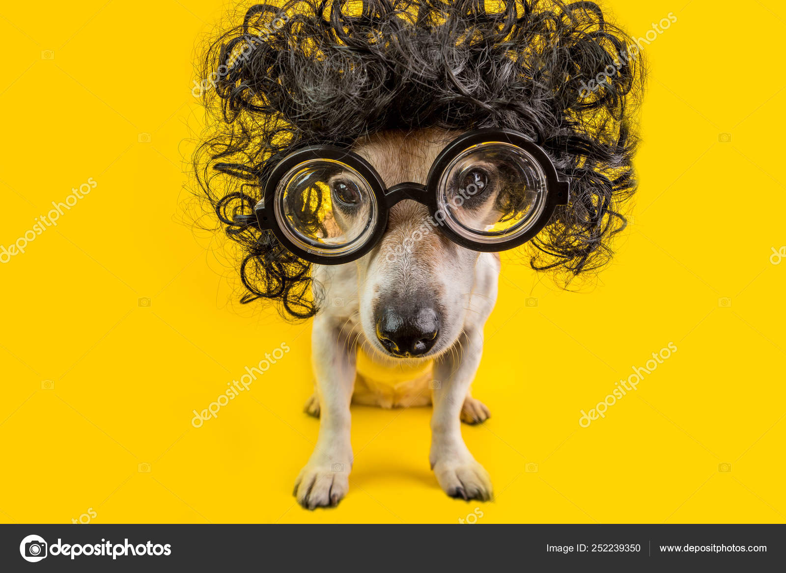 Nerd smart dog in curly black wig and glasses. study student exam. BAck ...