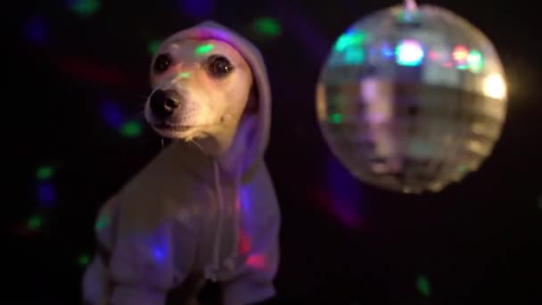 192 Disco dog Videos, Royalty-free Stock Disco dog Footage | Depositphotos