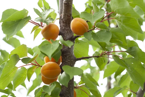 Mochi tree Stock Photos, Royalty Free Mochi tree Images | Depositphotos