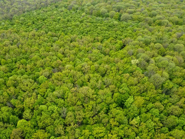 Forest top view Images - Search Images on Everypixel