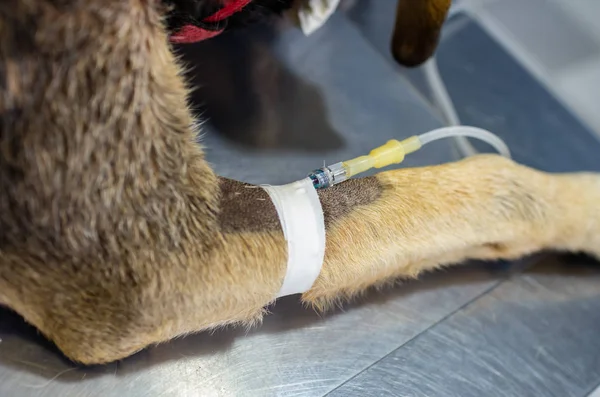 Intravenous catheter in the cephalic vein of a dog by a veterinarian ...
