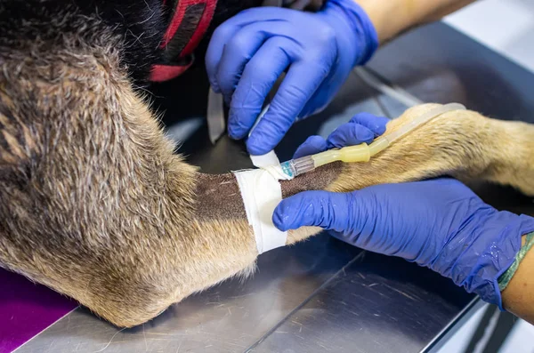 Intravenous catheter placement in a dog Stock Photo by ©Gaibru_Photo ...