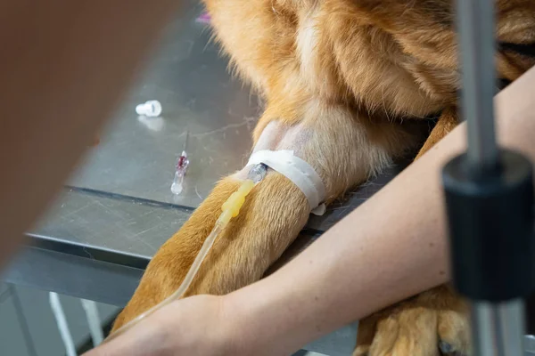 Intravenous catheter in the cephalic vein of a dog by a veterinarian ...